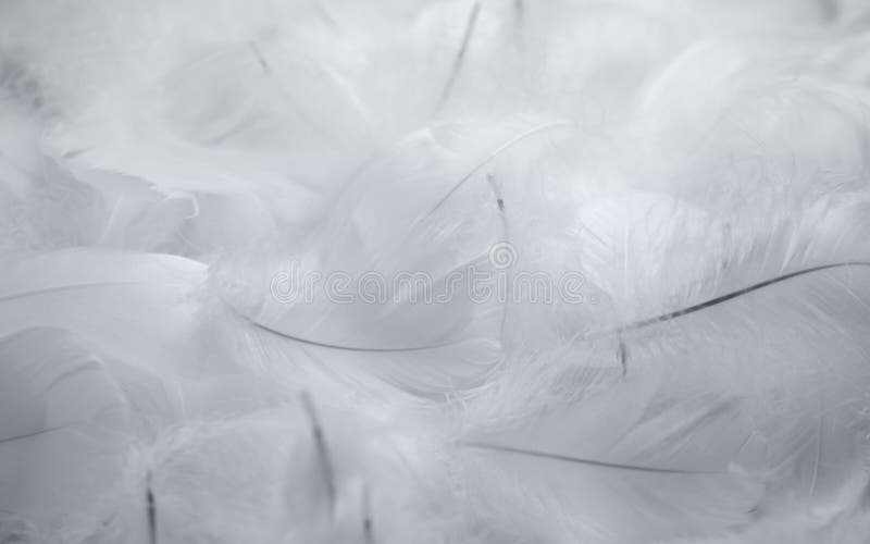 White Feathers Texture Background. Swan Feathers. Stock Photo - Image ...