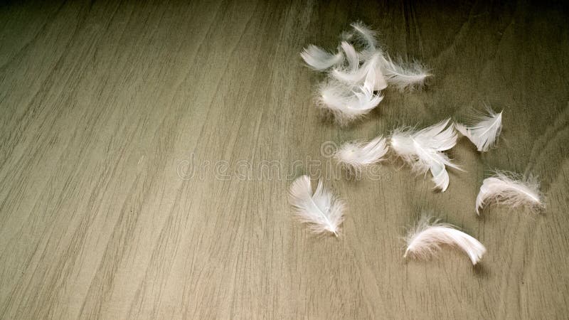 White Feathers on Wooden Floor Stock Photo - Image of floor, wooden ...