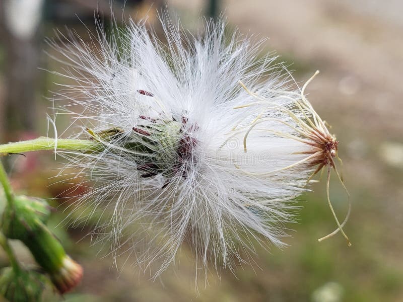 White Feathery Seed Pod with Green Stem Stock Photo - Image of outdoors ...