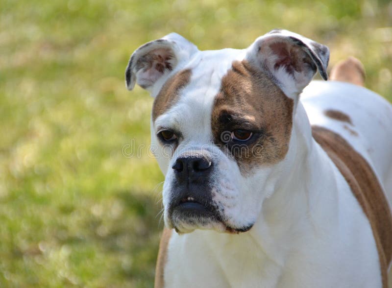 White Female Boxer with Tan Spots Stock Photo - Image of nose, white ...
