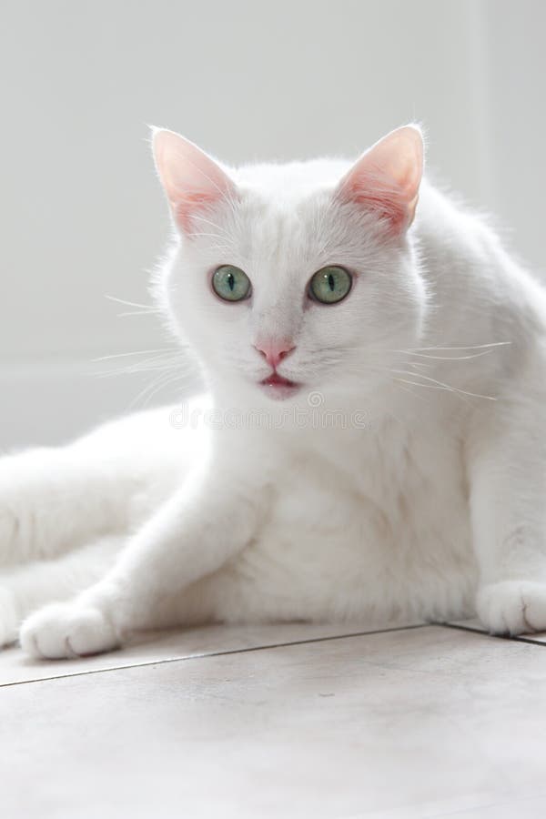 White female cat stock image. Image of curious, indoor - 315087201