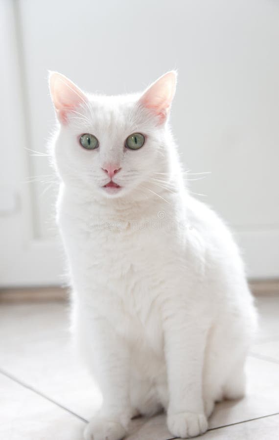White female cat stock photo. Image of ears, furry, mammal - 315090830