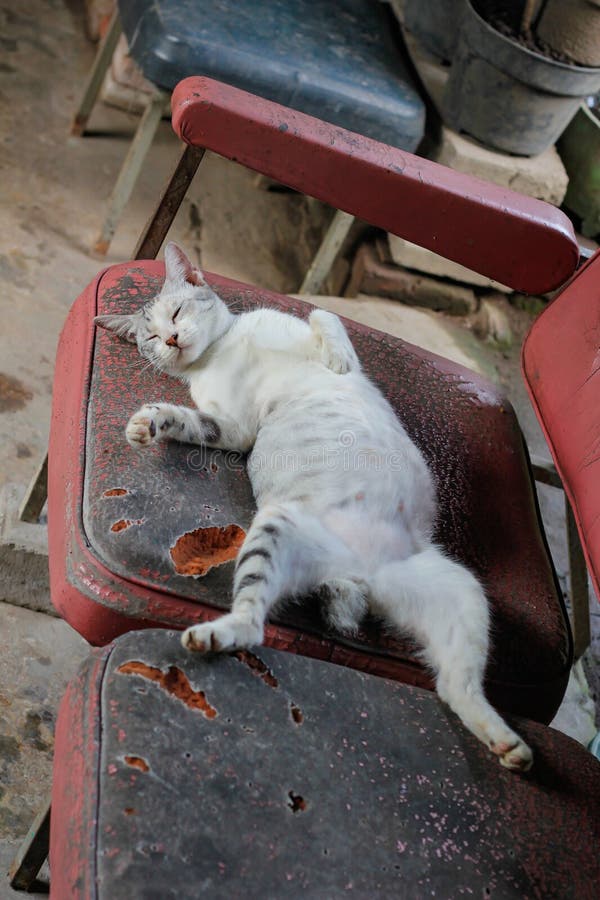 A White Female Cat is Sleeping Cute Stock Photo - Image of chair, poses ...