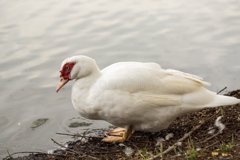 White Female Chicken stock photo. Image of farm, bird - 65616882