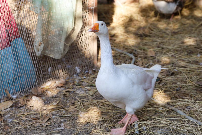 Female with goose stock photo. Image of aviary, girl - 58923300