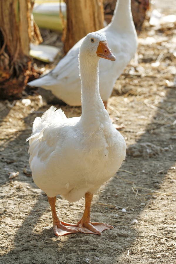 White Female Goose is Stay in Garden Stock Image - Image of fauna ...