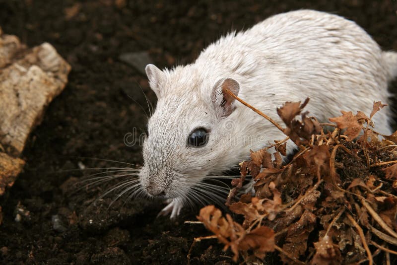 Hungry mole stock image. Image of fierce, inaccessible - 8464111