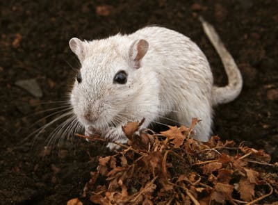 White Female Rodent Outdoors Stock Photo - Image of pest, grey: 1337960