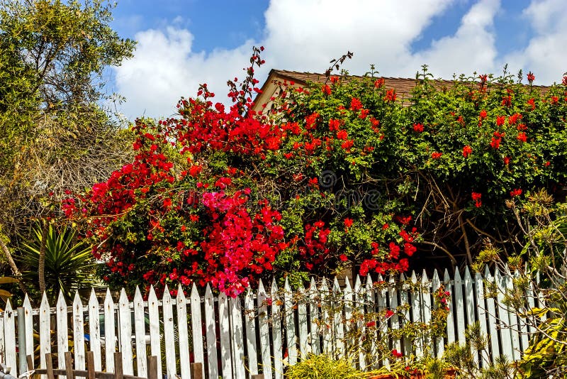 White fence and flowers stock photo. Image of leaf, park - 240962416