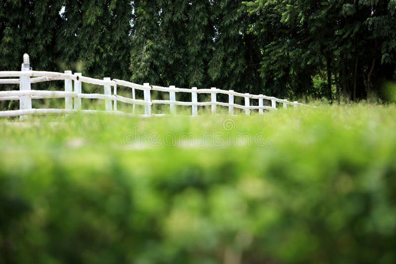 White Fence with Grass Field Stock Image - Image of front, green: 58603479
