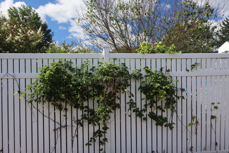 The Bushes are Going through the White Fence. Stock Photo - Image of ...