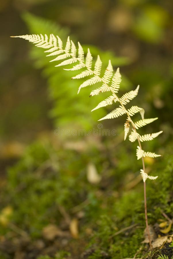 White fern stock image. Image of defoliated, white, macro - 7283719
