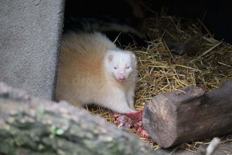 Ferret Scratching Stock Photos - Free & Royalty-Free Stock Photos from ...