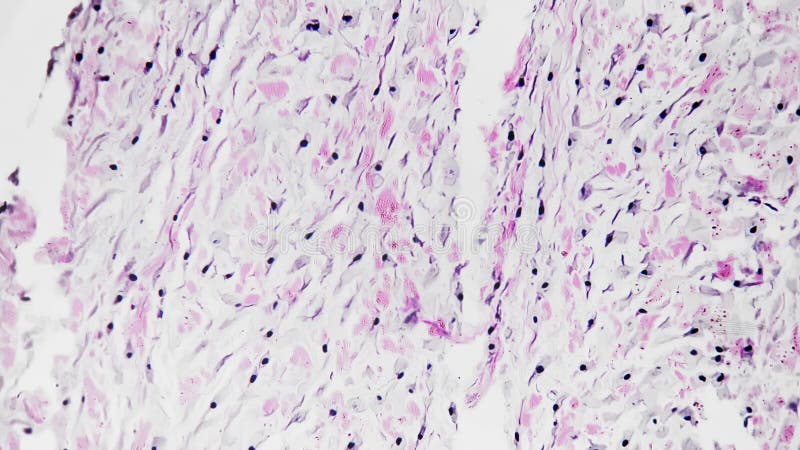 Connective Tissue Collagen Fibres and Single Cells 3D Illustration ...