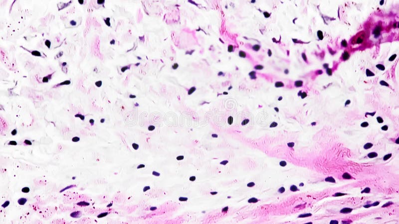 Connective Tissue Collagen Fibres and Single Cells 3D Illustration ...