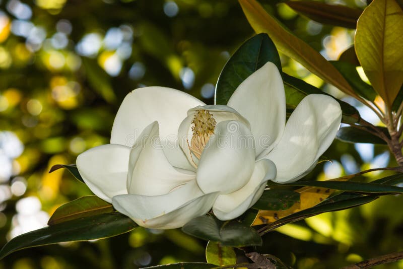 White ficus tree flower stock image. Image of leaves - 48416905