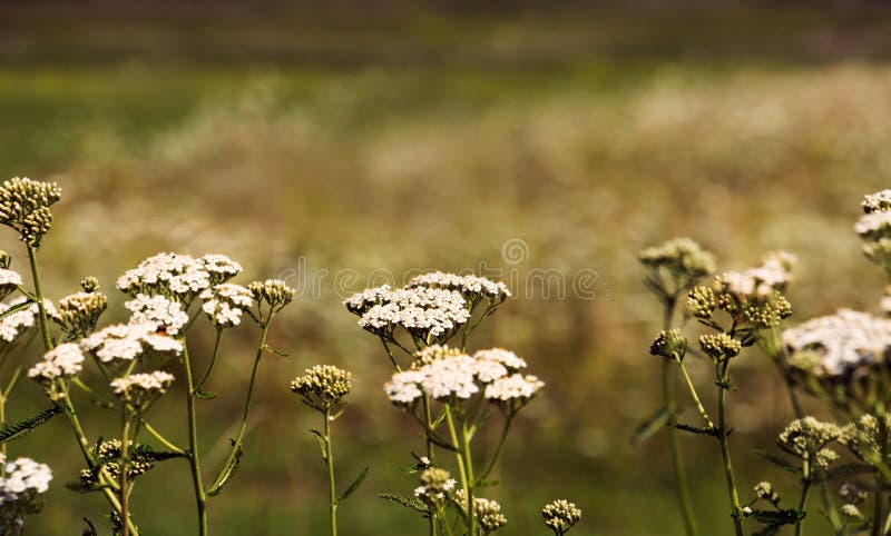 White field flowers stock photo. Image of color, horizontal - 49613784