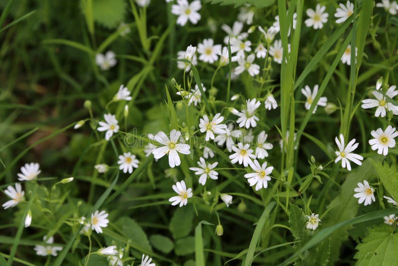White Field Flowers Grow in the Forest Stock Image - Image of field ...