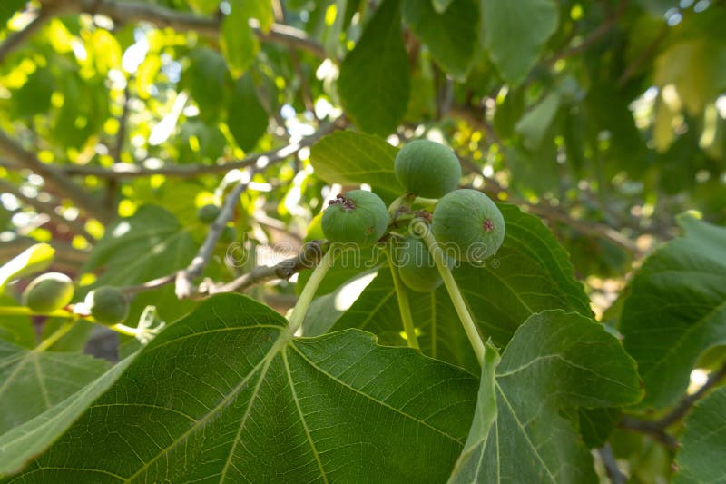 Fig Tree Leaves and Fruits in the Garden Stock Image - Image of plant ...