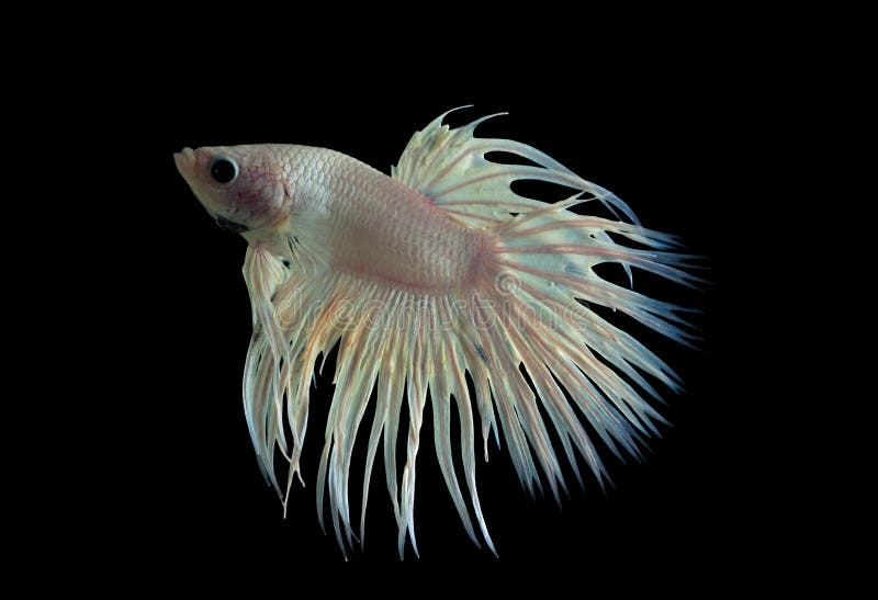 Turquoise Dragon Siamese Fighting Fish, Betta Fish Isolated on B Stock ...