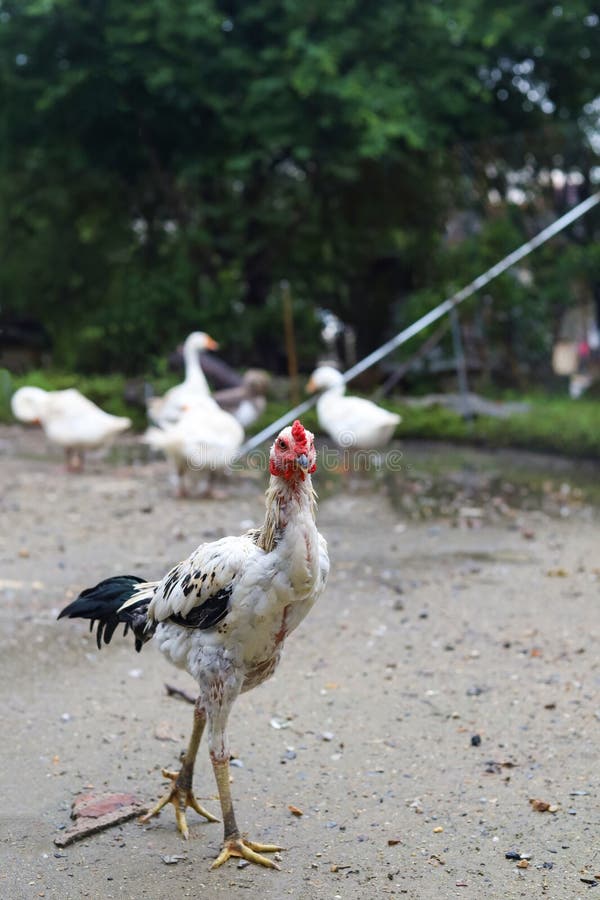 The White Fighting Hen is Rest in Farm Stock Photo - Image of food ...