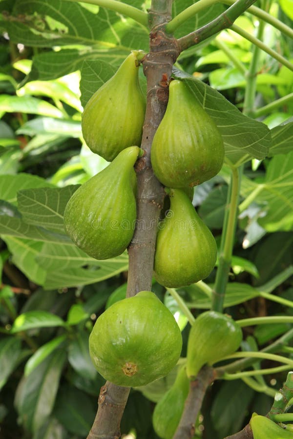 White figs in a the tree stock photo. Image of figs - 255932040