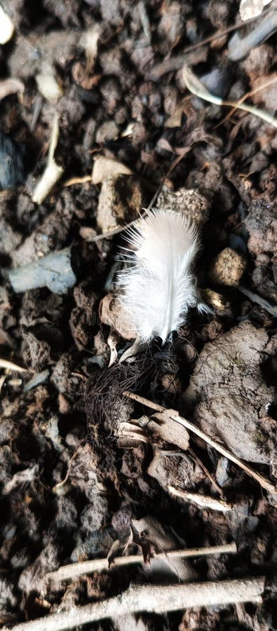 White Finches Feathers are on the Ground Stock Image - Image of nature ...
