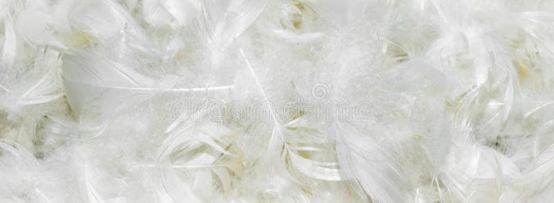White Fine Duck Feathers. Background or Texture Stock Photo - Image of ...