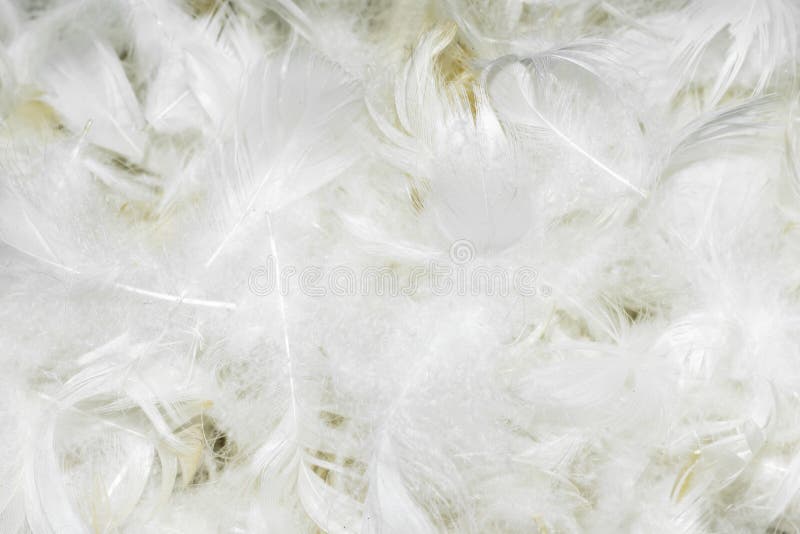 White Fine Duck Feathers. Background or Texture Stock Photo - Image of ...