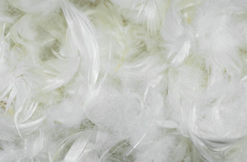 White Fine Duck Feathers. Background or Texture Stock Photo - Image of ...