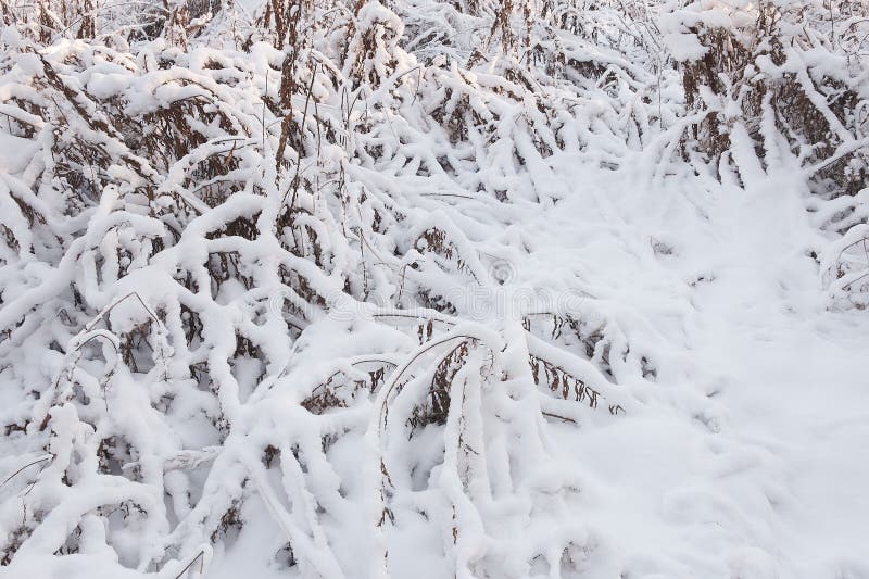 Texture of Dry Grass with Snow in Winter Stock Image - Image of meadow ...