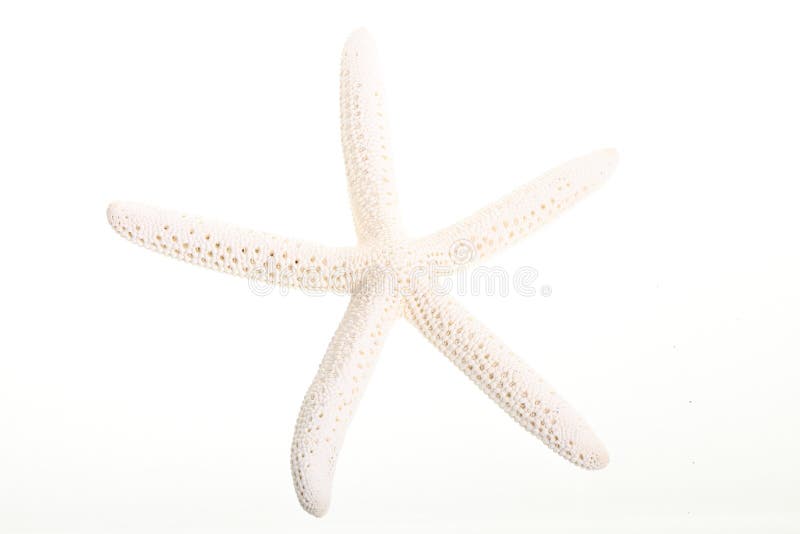White Finger Starfish Isolated on White. Sea Stars and Shells Stock ...