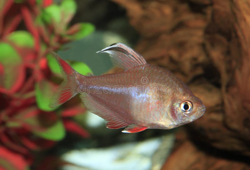 White Finned Rosy Tetra stock photo. Image of white, macro - 37966036