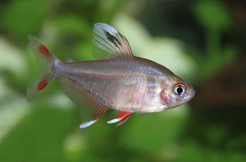 White Finned Rosy Tetra stock photo. Image of white, macro - 37966036