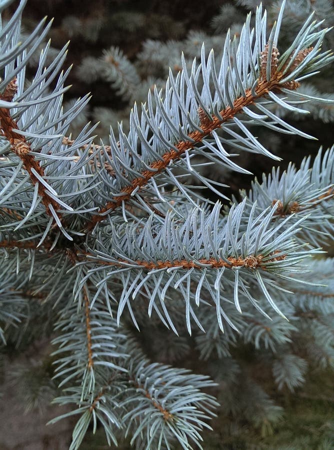White fir twigs stock photo. Image of detail, meadows - 48873814