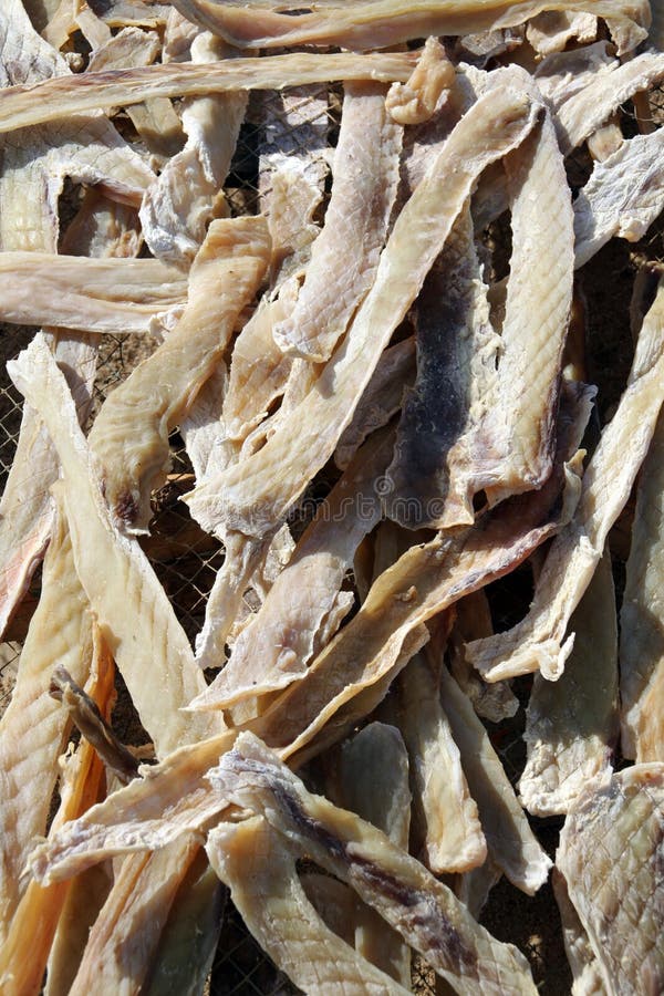 White fish stock photo. Image of cuisine, smell, death - 16852538