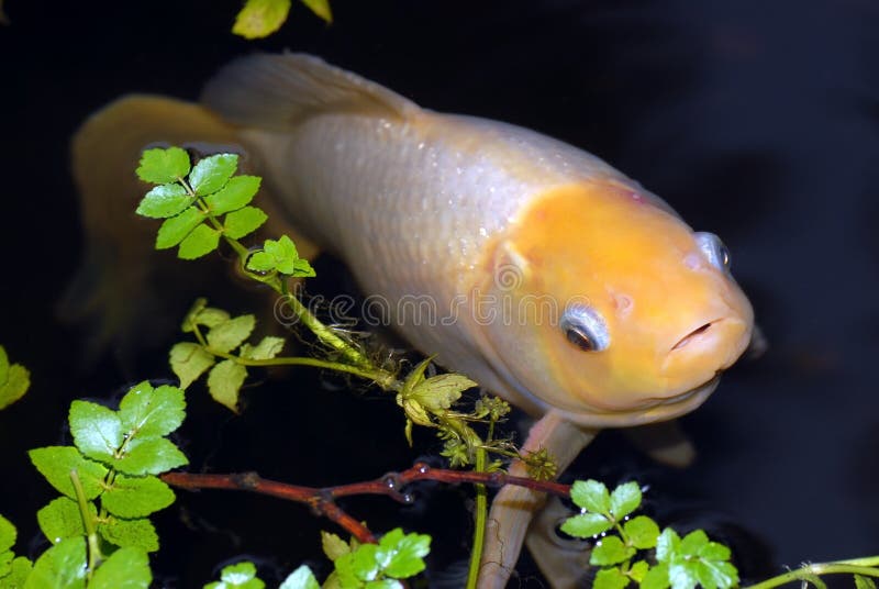White fish stock photo. Image of plant, carassius, green - 2739714