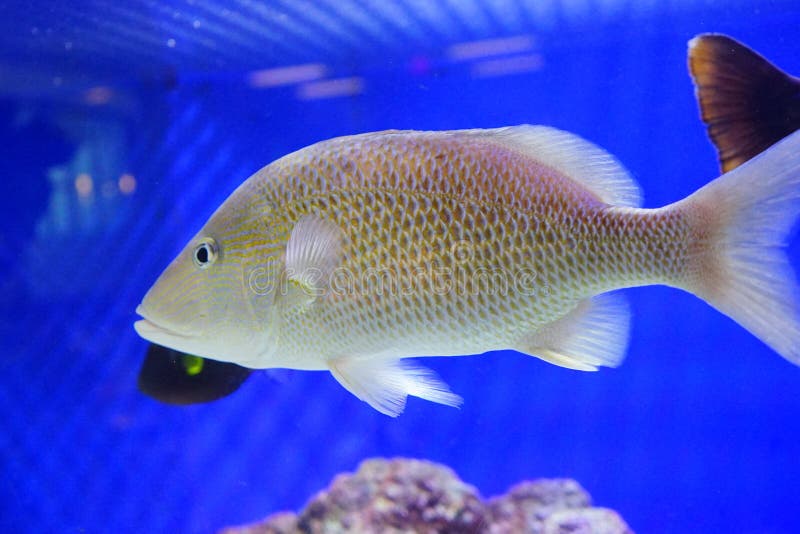 White fish stock photo. Image of nature, details, colorful - 80041872