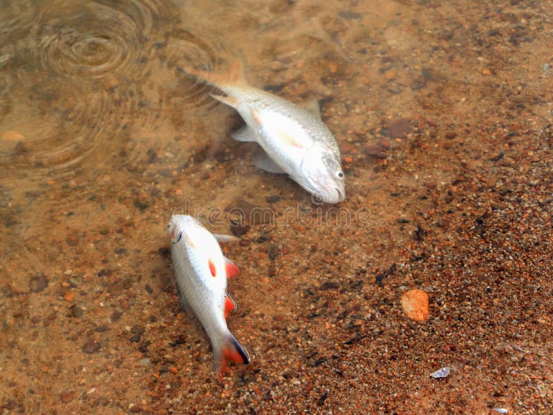 Fish Due To Suffocation and Lack of Oxygen Coming To Water Surface for ...