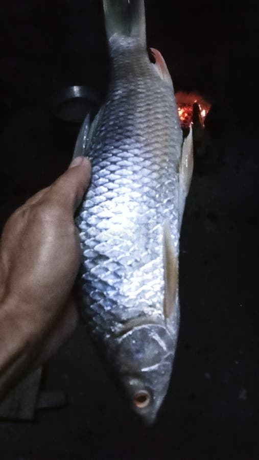 White fish and human stock photo. Image of white, night - 379067556