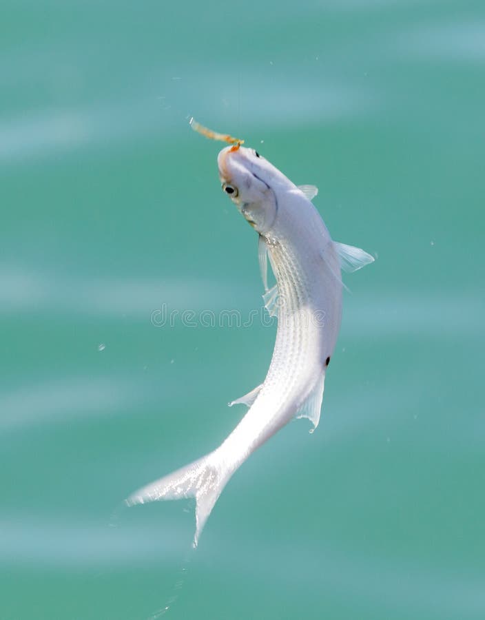 476 Fish Jumping Out Water Black White Stock Photos - Free & Royalty ...