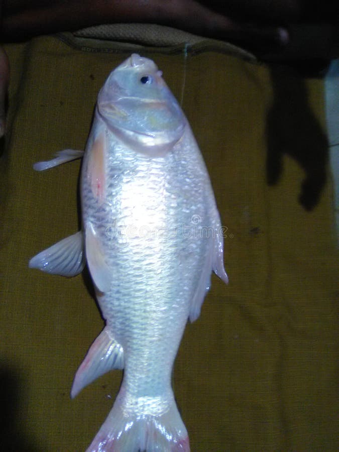 White Fish katla stock image. Image of gram, pond, fish - 168866377