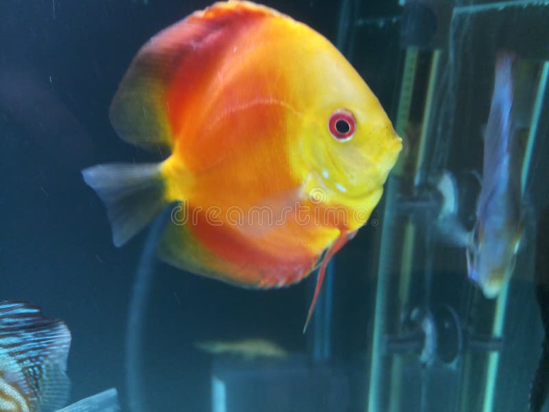 White Fish Red Melon Discus Fish in Aquarium in India Stock Image ...