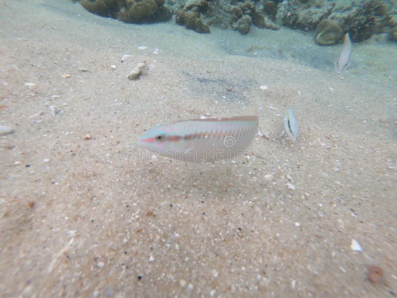 White Fish and Sand Under the Sea Under the Water Stock Photo - Image ...