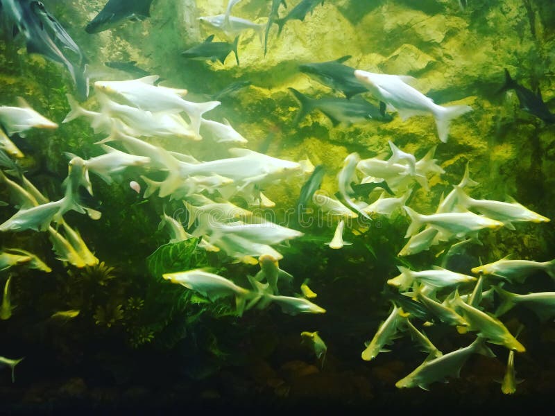 White Fishes, Underwater Aquarium, Udaipur Stock Image - Image of plant ...