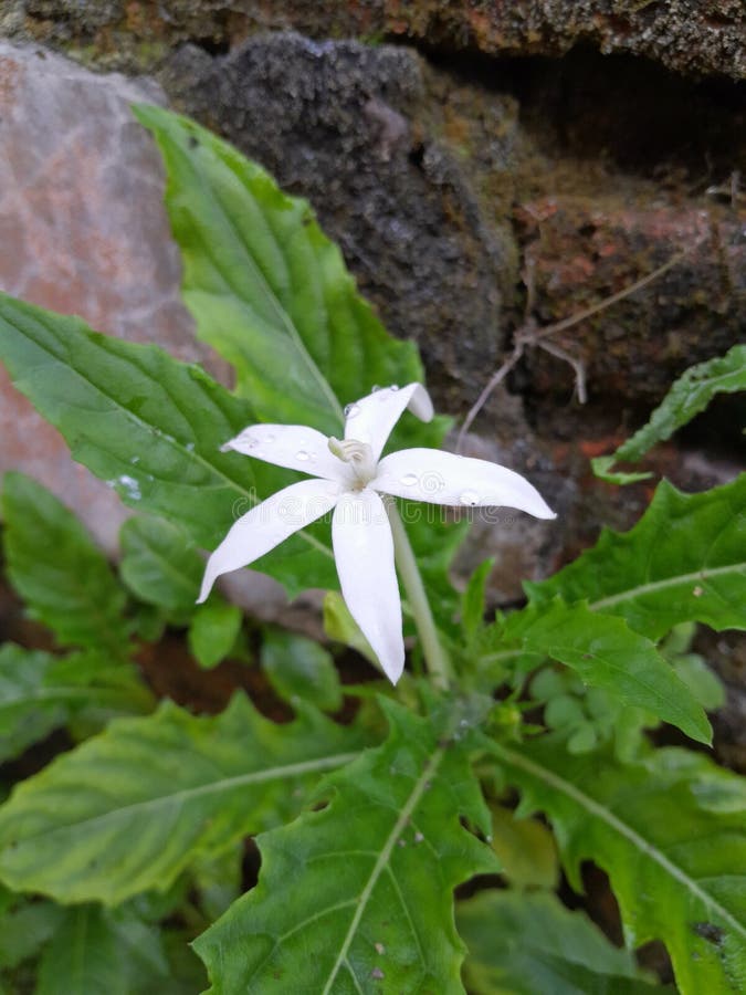 White Five-Petal Flower with Dew Drops Stock Photo - Image of petal ...