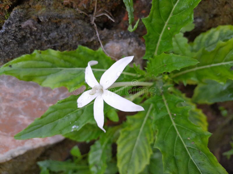 White Five-Petal Flower with Dew Drops Stock Image - Image of flower ...