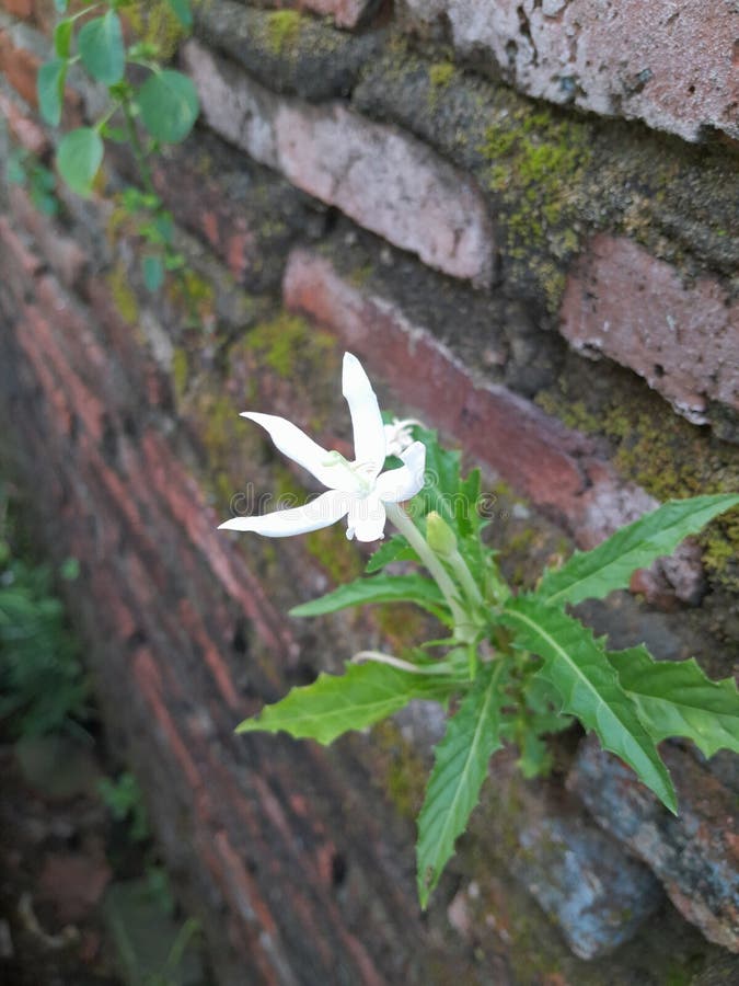 White Five-Petal Flower with Dew Drops Stock Photo - Image of five ...