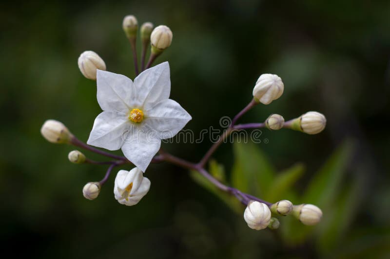 White Five Pointed Star Jasmine Flower Stock Photos - Free & Royalty ...