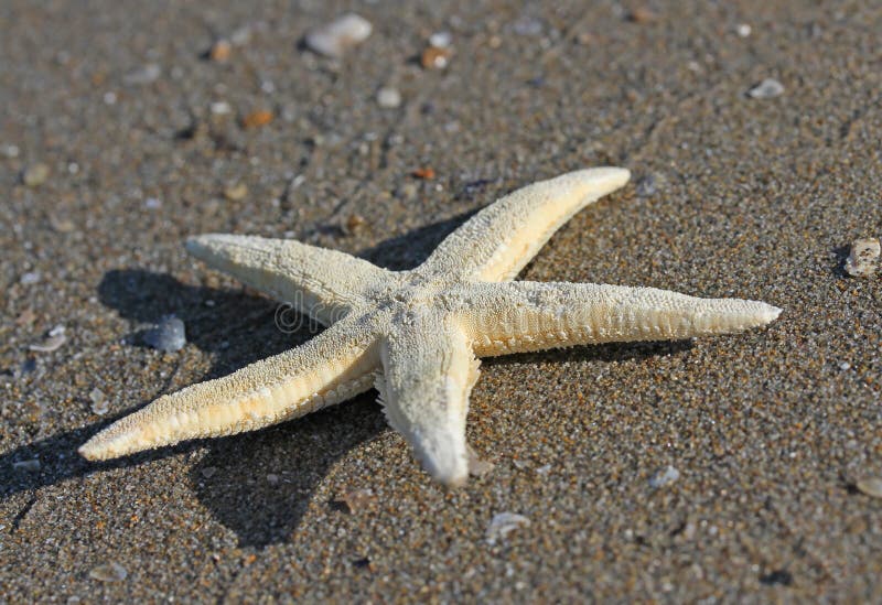 White Five-pointed Starfish on the Beach of the Sea in Summer 2 Stock ...